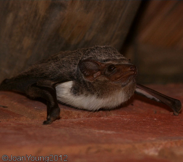 South African Photographs: Mauritian Tomb Bat (Taphozous mauritianus)
