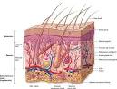 Discover the Diseases of the Integumentary (Skin, Hair and Nails ...