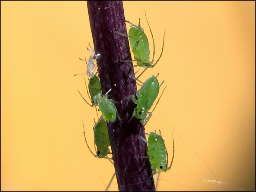 Carnet Nature: Puceron