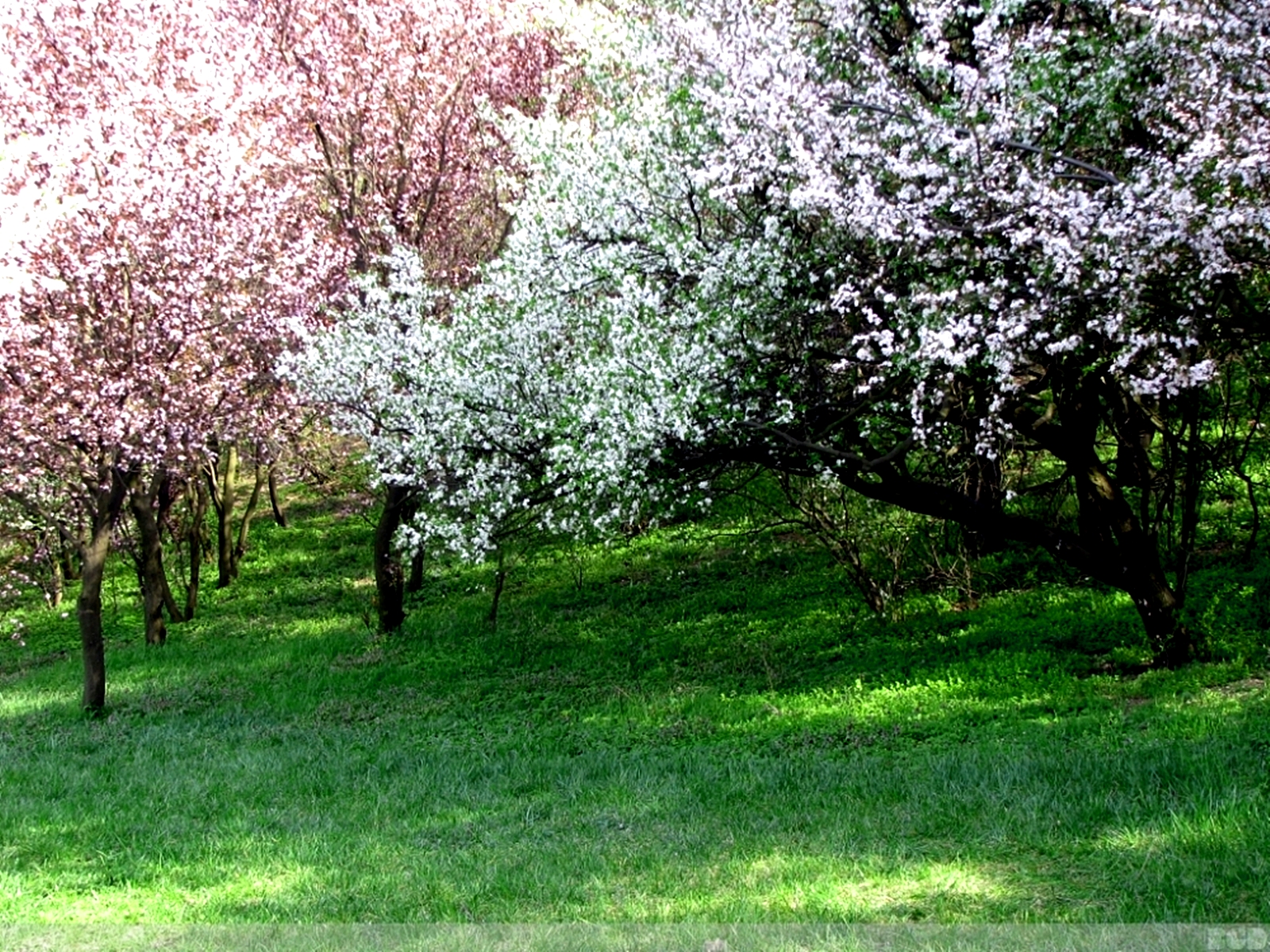 Info.Carlibaba.Bucovina.Online: Selectie cu imagini de primavara pe ...