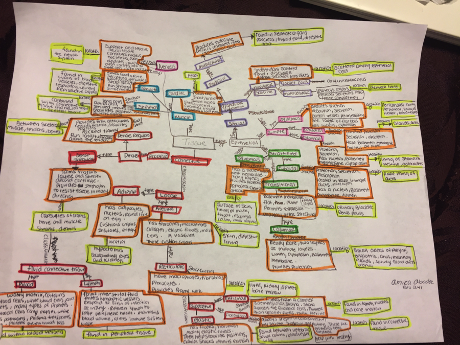 BIOL& 241 | Human Anatomy & Physiology 1 – Spring 2017: April 2017