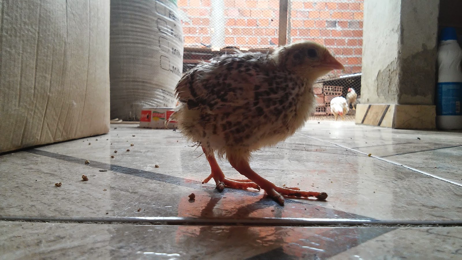 Alimentação das Codornas ~ COMO CRIAR CODORNAS