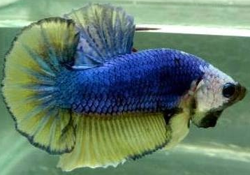 CUPANG PLAKAT - PERIKANAN