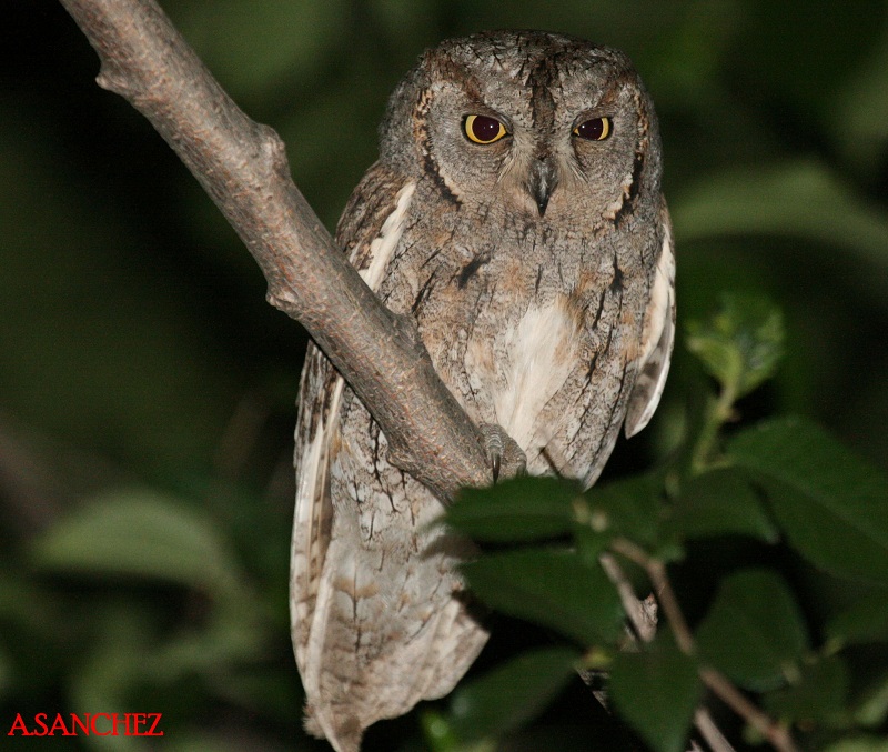 Aves de Aragón : Autillo
