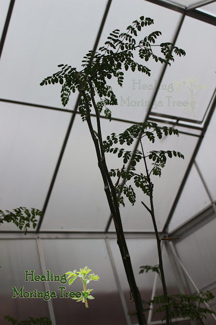 Healing Moringa Tree: Moringa Trees in a Greenhouse!