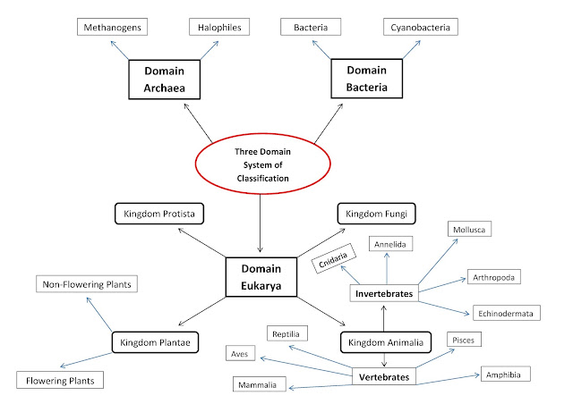 Nisal Anjula Blogs: Concept map of the Three Domain System Of ...