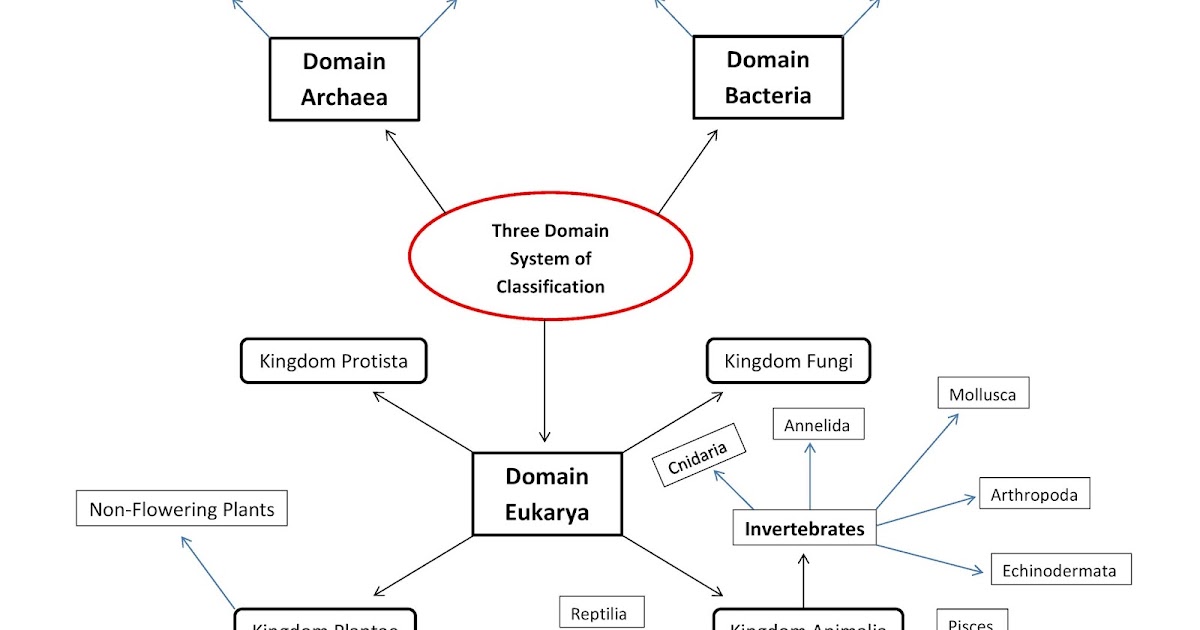 Nisal Anjula Blogs: Concept map of the Three Domain System Of ...