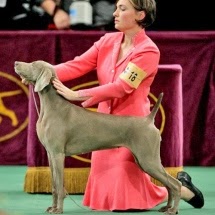 Dress 4 Best In Show: Westminster Unofficial Dress Code