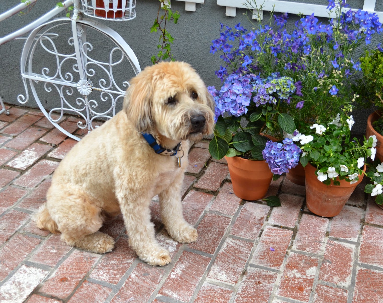 My Painted Garden: Hydrangea Inspirations