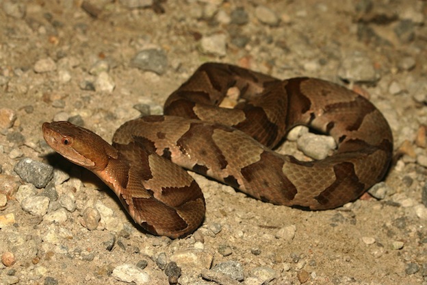 The Homeowners Guide: Copperhead Snakes- Maryland's Venemous Snake.