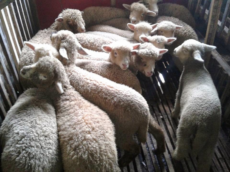 KAMPUNG ORGANIK BLITAR: DISTRIBUTOR DOMBA MERINO (BIBIT DAN INDUKAN)