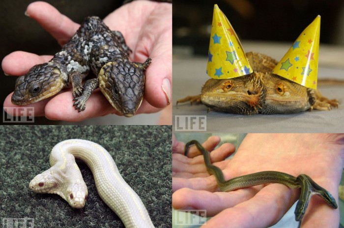 Info Existanz: Two-headed animals