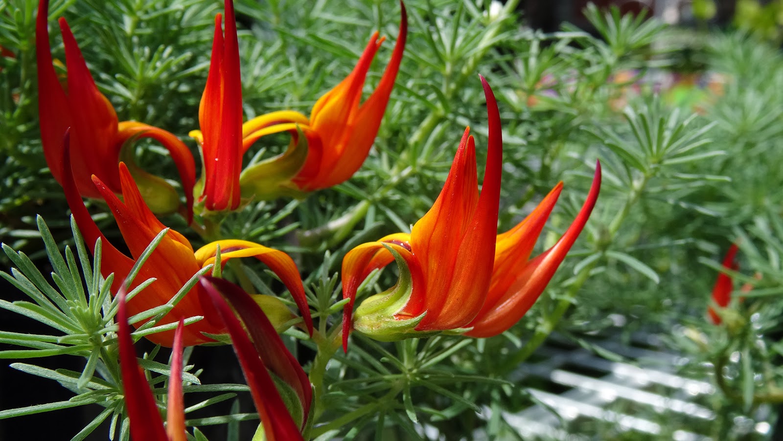 FLORAL FRIDAY FOTOS: October 2013