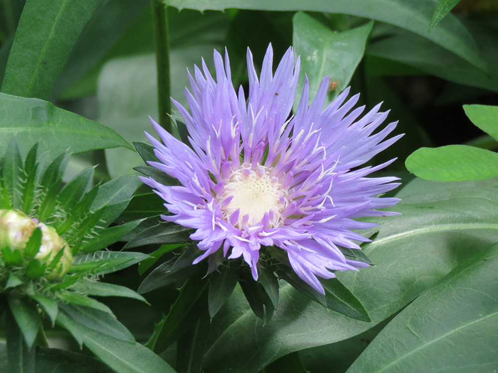 gardens@duke: Fall Plant Sale Preview: Stokes' Aster