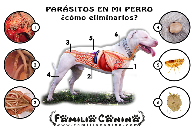 Familia Canina: Parásitos en mi Perro. ¿Cómo eliminarlos?