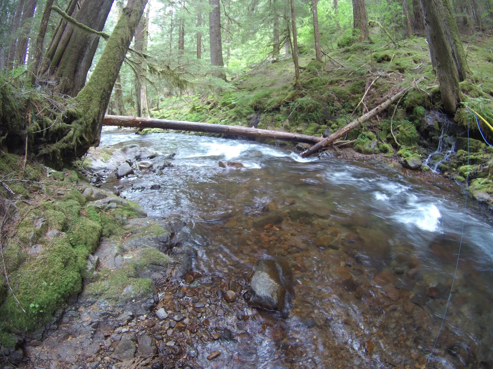 Travel Trip Report: Washington State Upper North Fork Lewis River ...