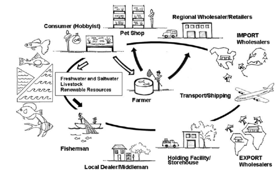 Cal Poly BIO 502: How Stressed is Your Goldfish?