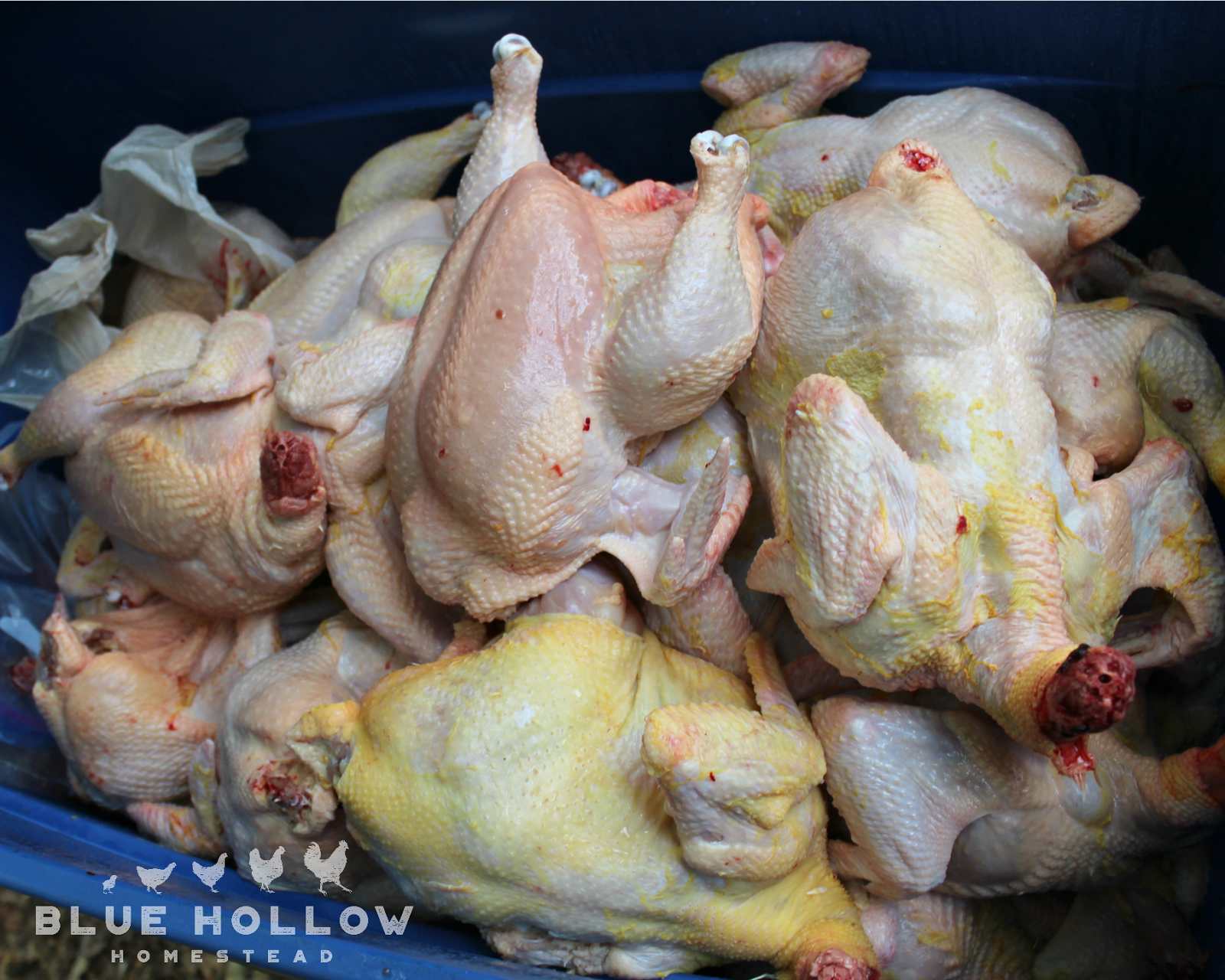 Processing Chicken: Real Life Farm to Table