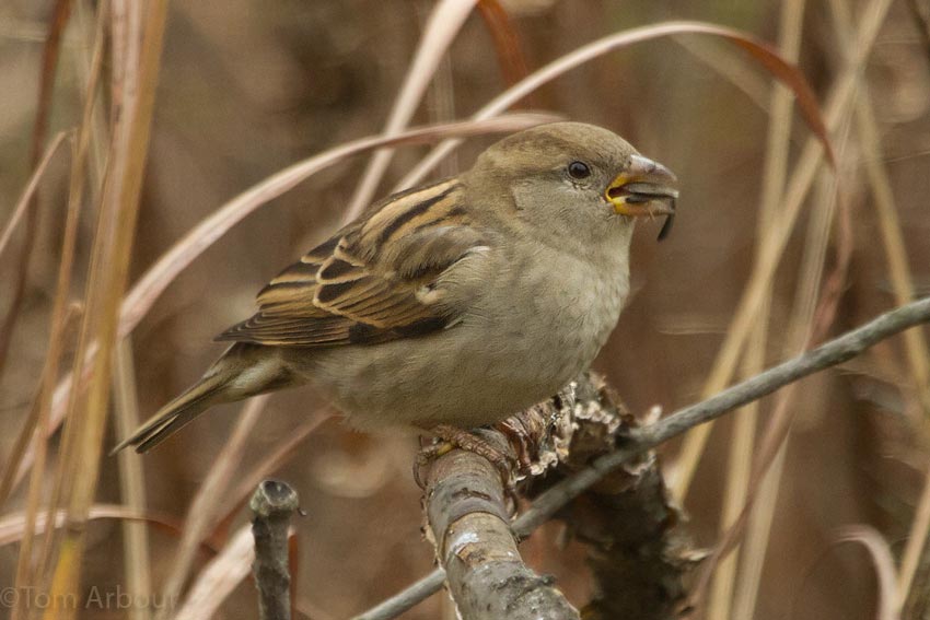 The Ohio Nature Blog: More Winter Birds