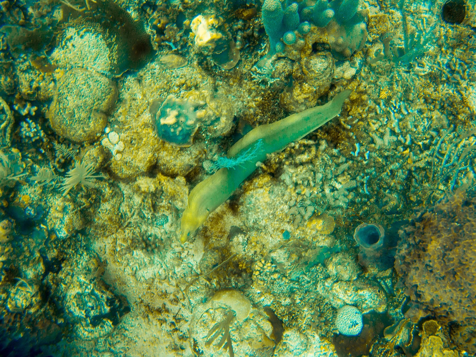 where in the world is RAD: Green Moray eel, Turtle and Eagle Ray