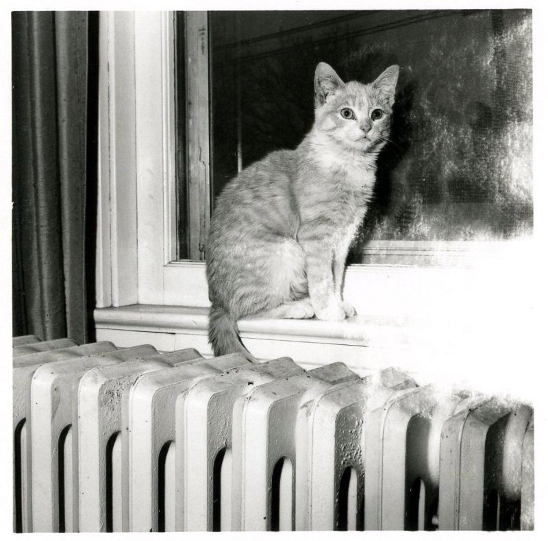 These Vintage Snaps Show Lovely Feelings of Cats When They Were ...
