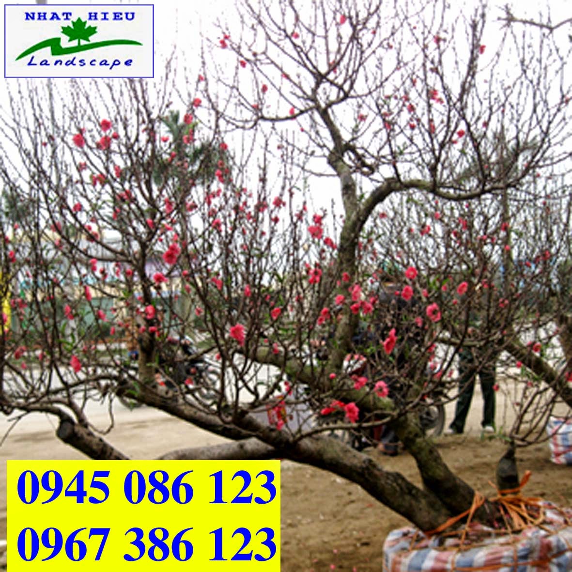 Kỹ thuật trồng lại cây đào sau tết đúng kỹ thuật | choi hoa canh