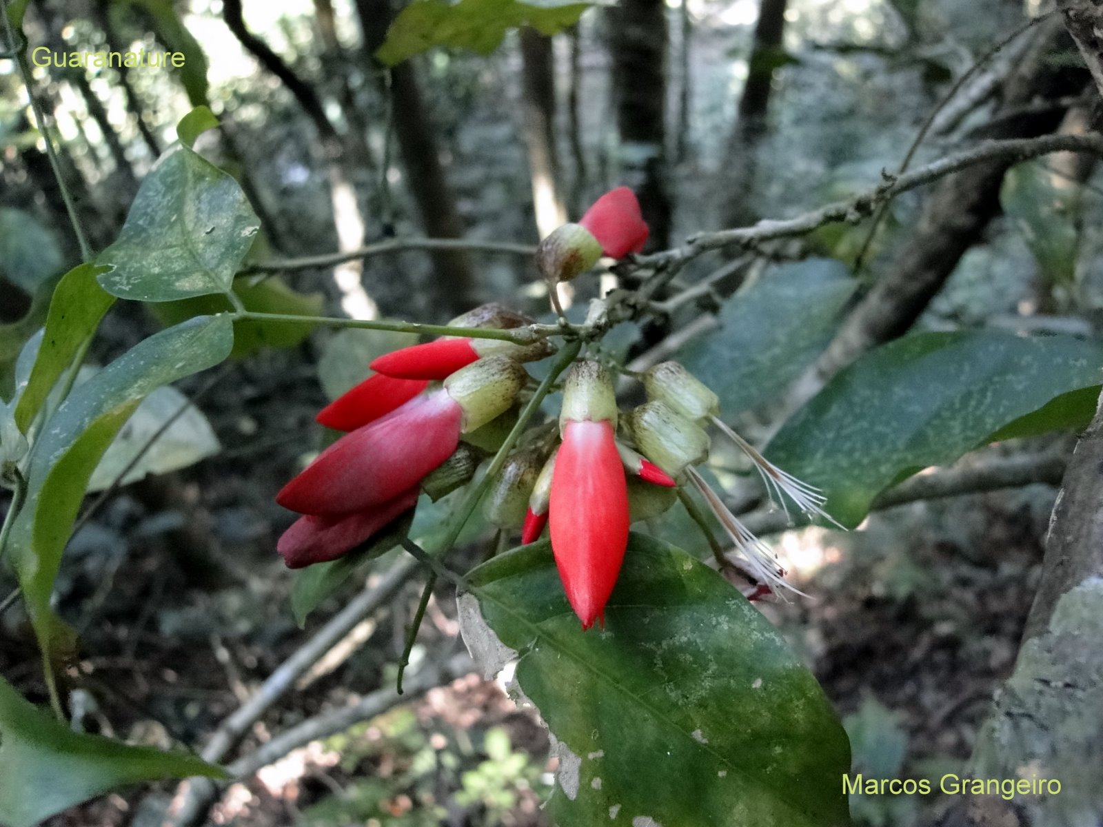 Guaranature: Timbó!