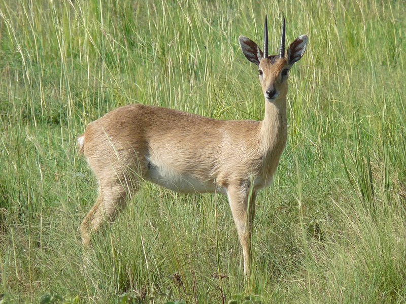 Ian Fraser, talking naturally: Talking Points (1)