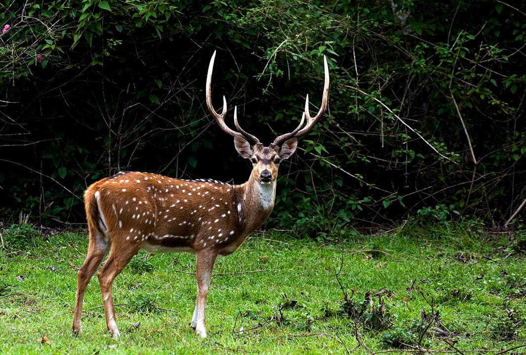 Mamíferos do Mundo: Família Cervidae