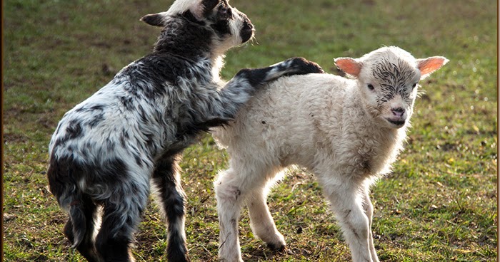 The Sheep Whisperer: What a "Bummer"!