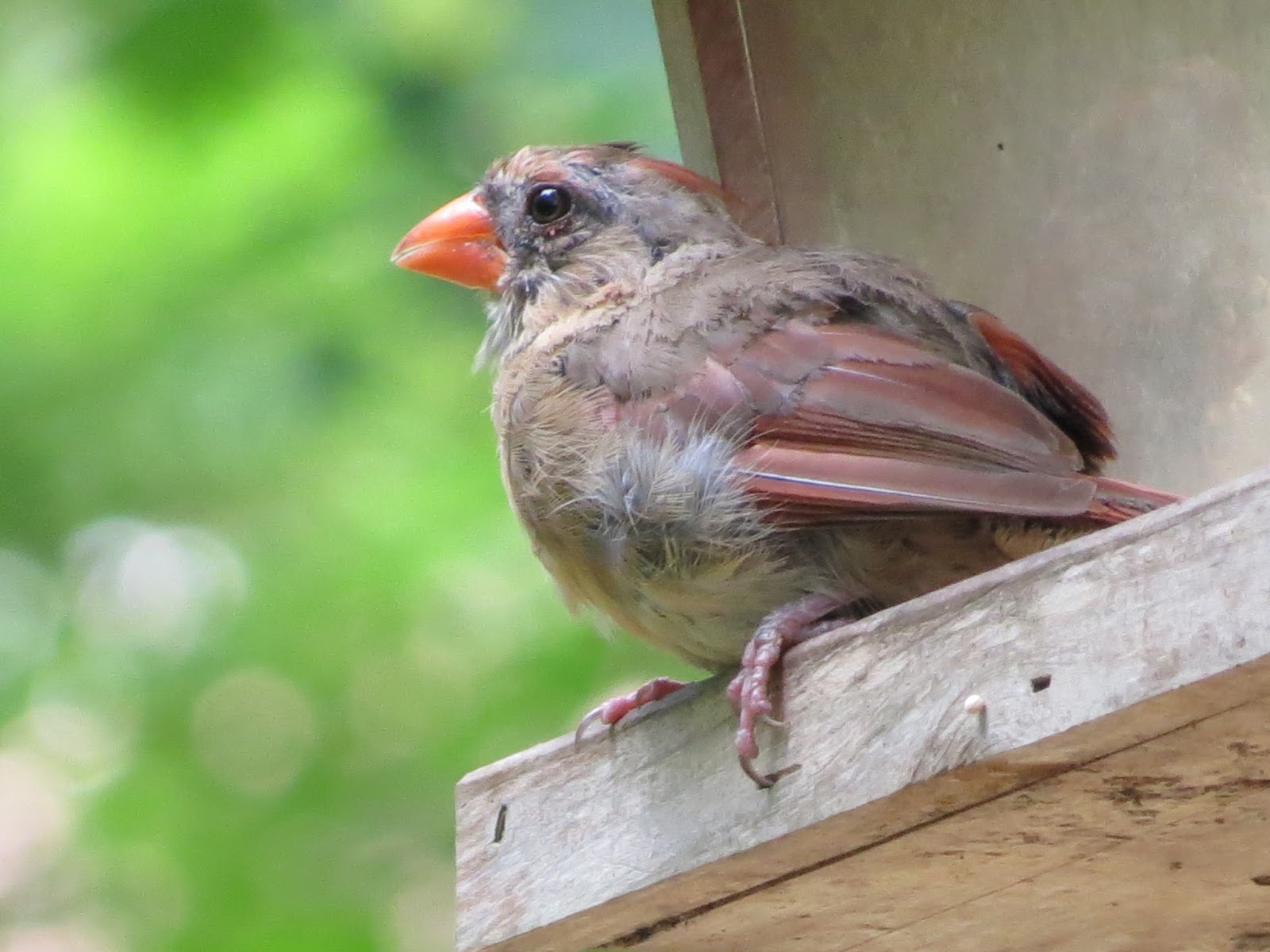 Angels for You: Baby Cardinal: An Angel Message