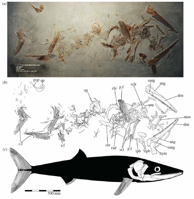 The Coastal Paleontologist: Parallel evolution in gigantic teleosts and ...