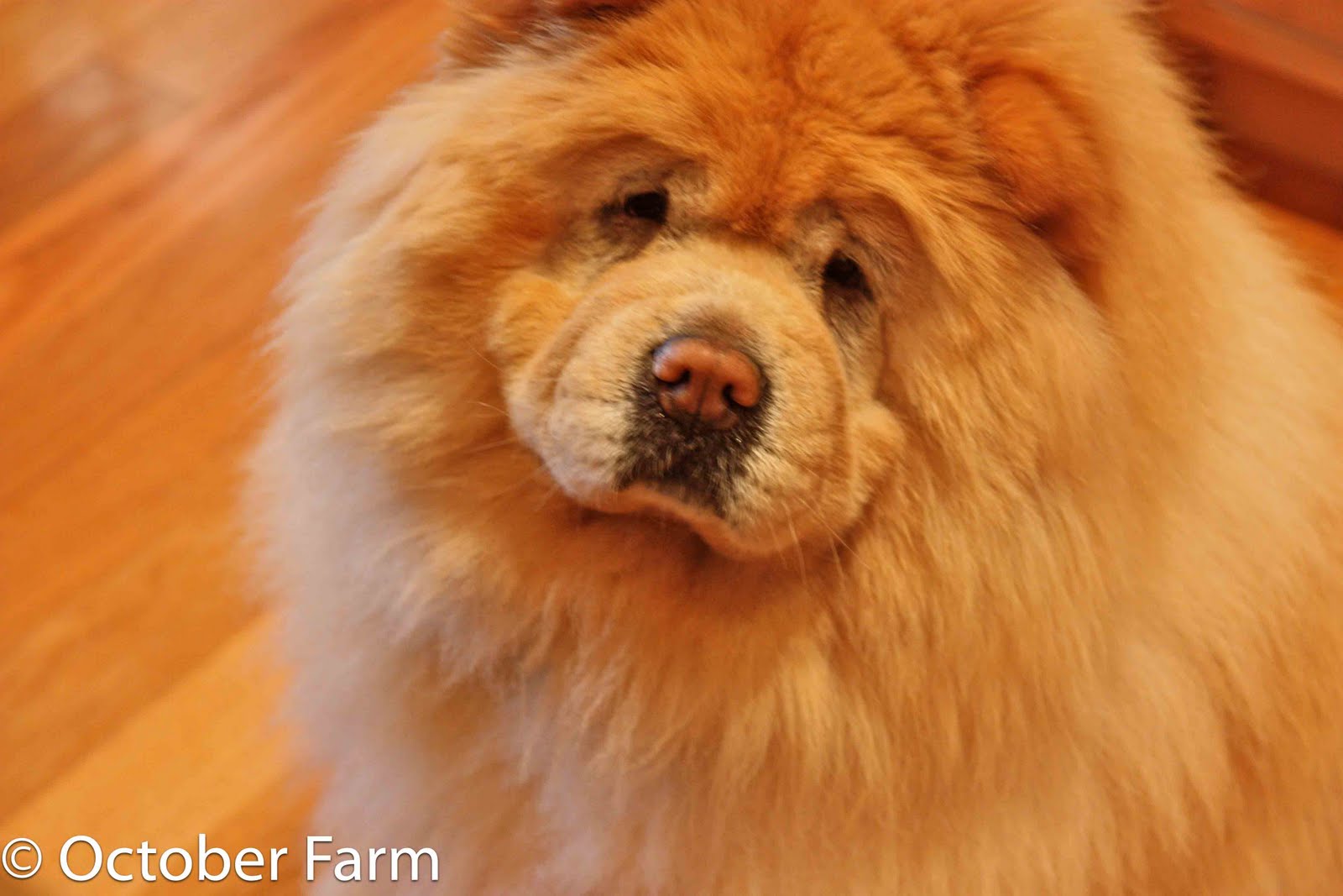 Zapiekanka.....Polish Pizza