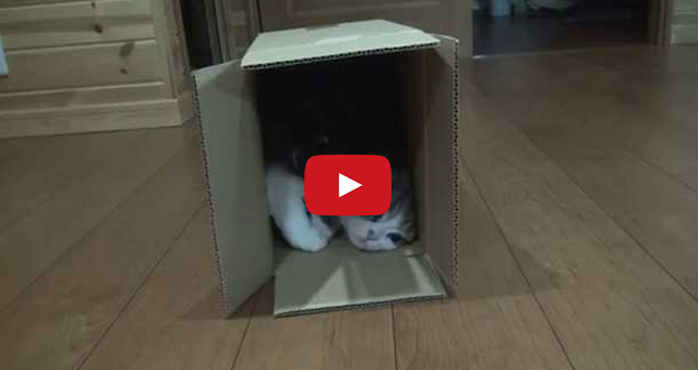 Maru the Cat Tests Out His New Boxes