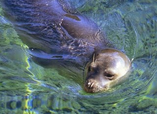 Animais Em Extinção : Foca Monge do Hawaii