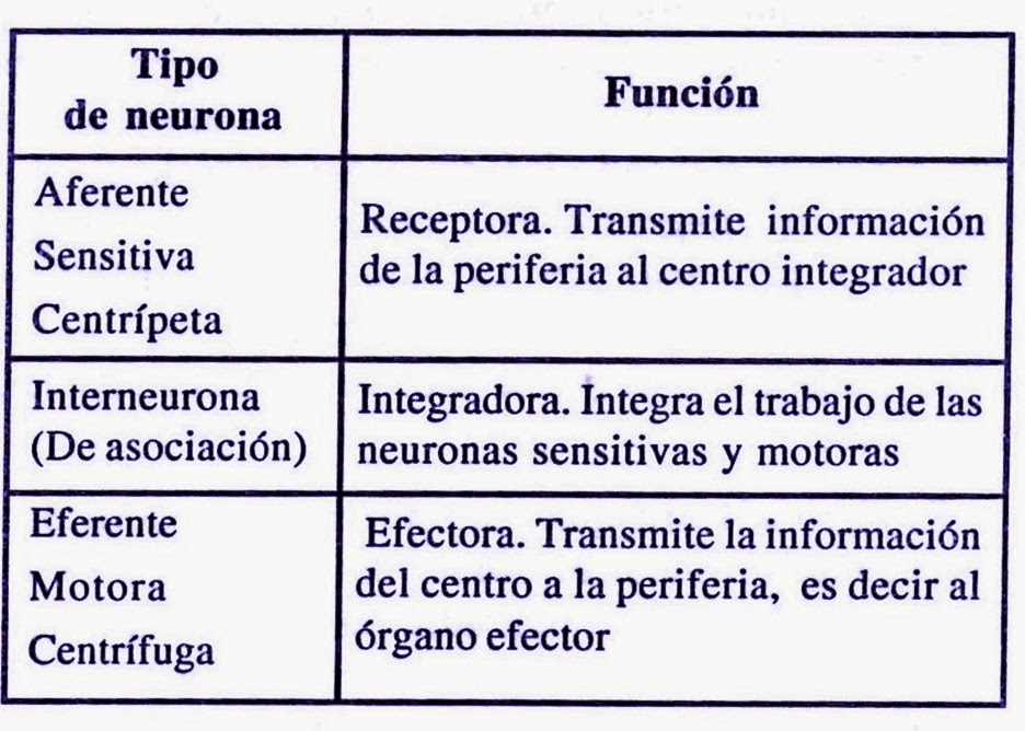 Tipos de neuronas