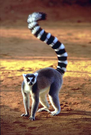 Lemurs | The Life of Animals