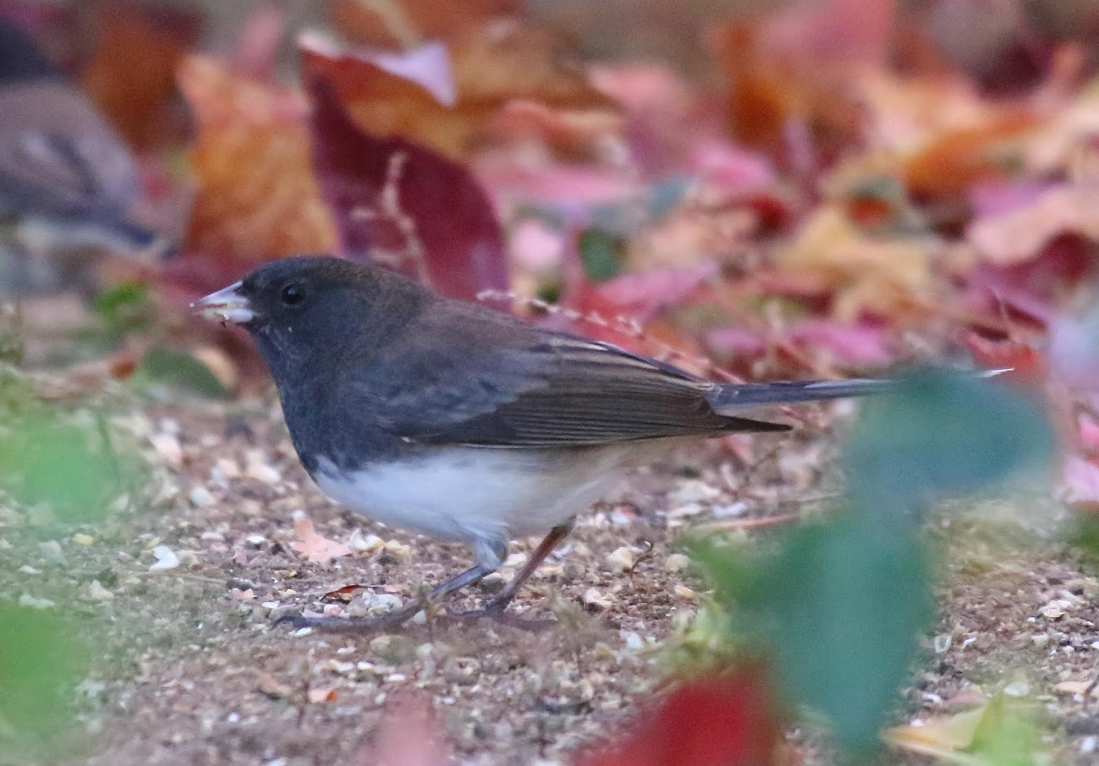 ID: Oregon and Slate-colored forms of Dark-eyed Juncos at Lake Cuyamaca ...
