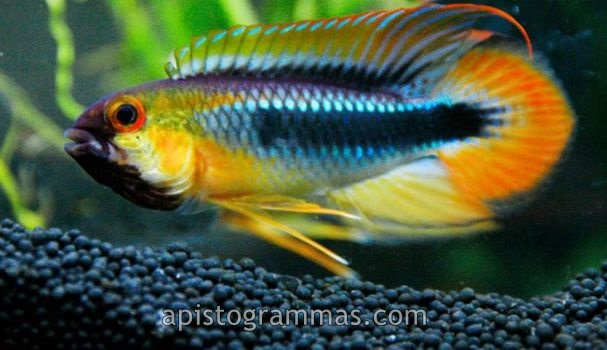 Apistogramma Ramirezi Peces amazonicos Acuarios Biotopos