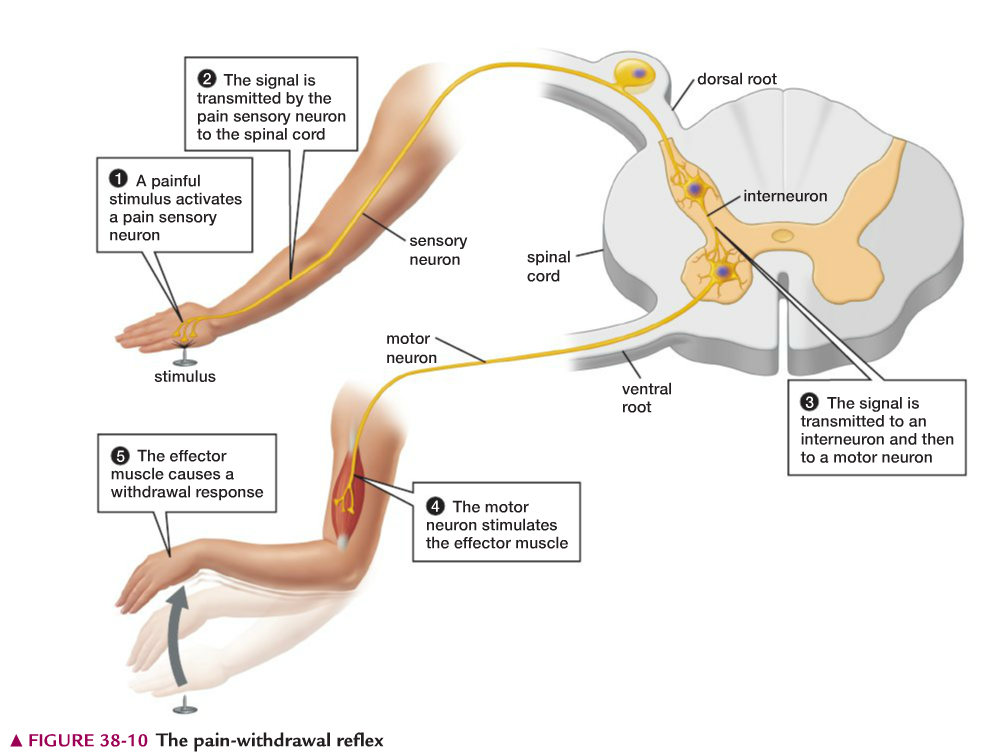 SISTEMA NERVIOSO Y SUSTANCIAS