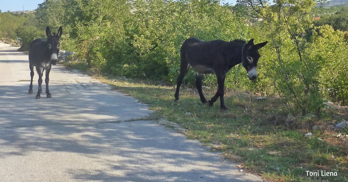 Hrvatski Pjesnici: PUSTINJA