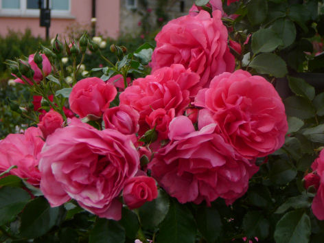 Artherapy: Rosa, rosae, rosae, rosam, rosa, rosa