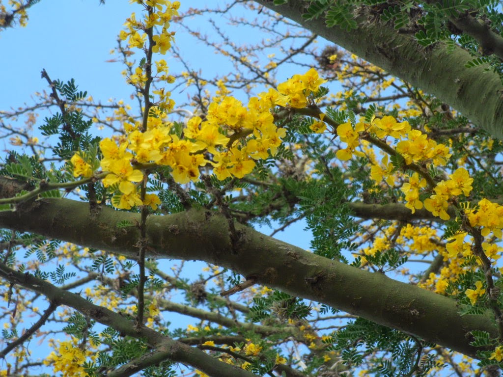 Aromito en flor: Brea - Cercidium praecox