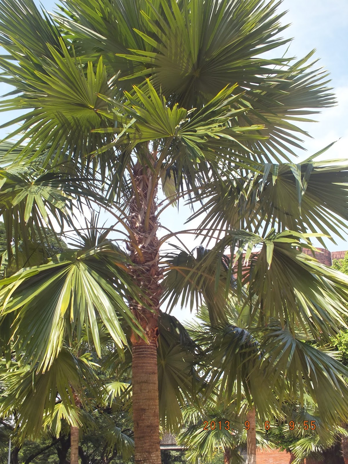 Photography with Dr. Ernie.: native trees: the Anahaw, Levistonia ...