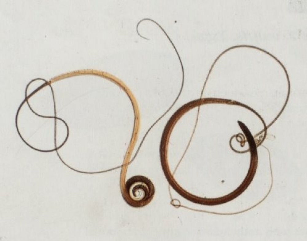 Pharmcrea: Desember 2016