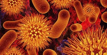 Klasifikasi dan Ciri - Ciri Kingdom Monera - Materi Pendidikan Dasar ...