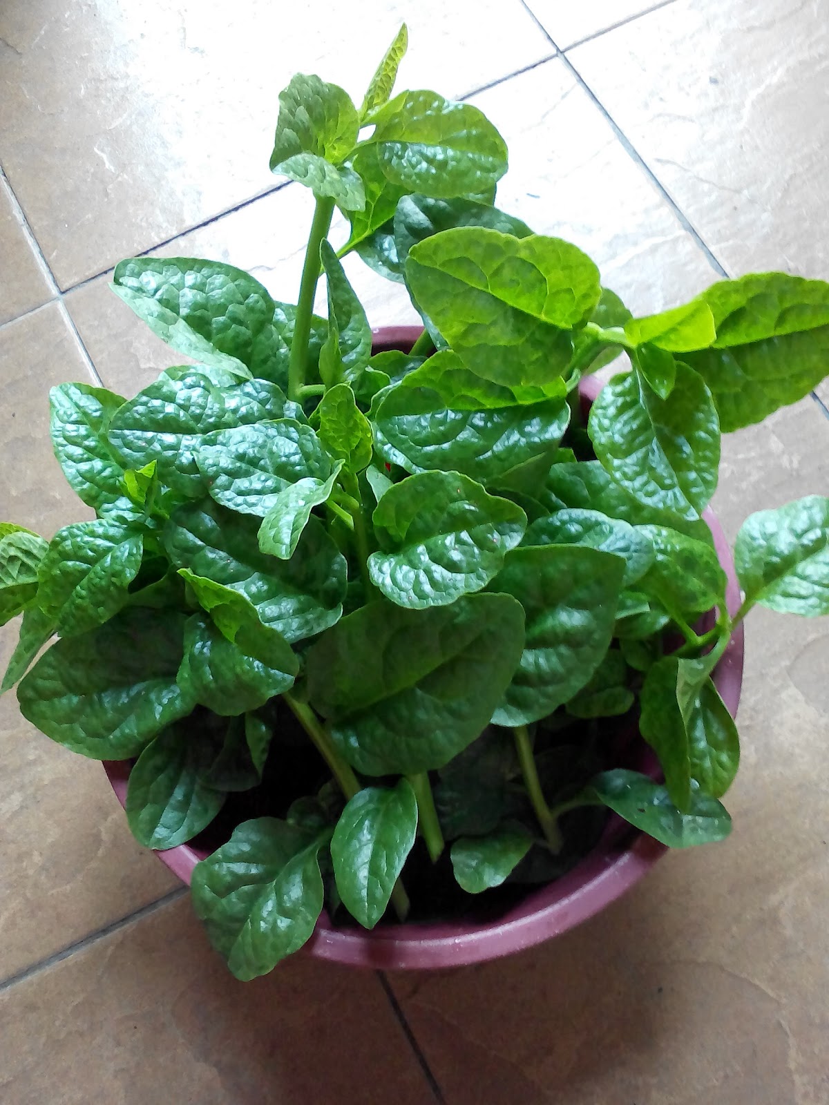 Jane Yee's food & life diaries: stir-fried Di Huang Miao / Emperor ...