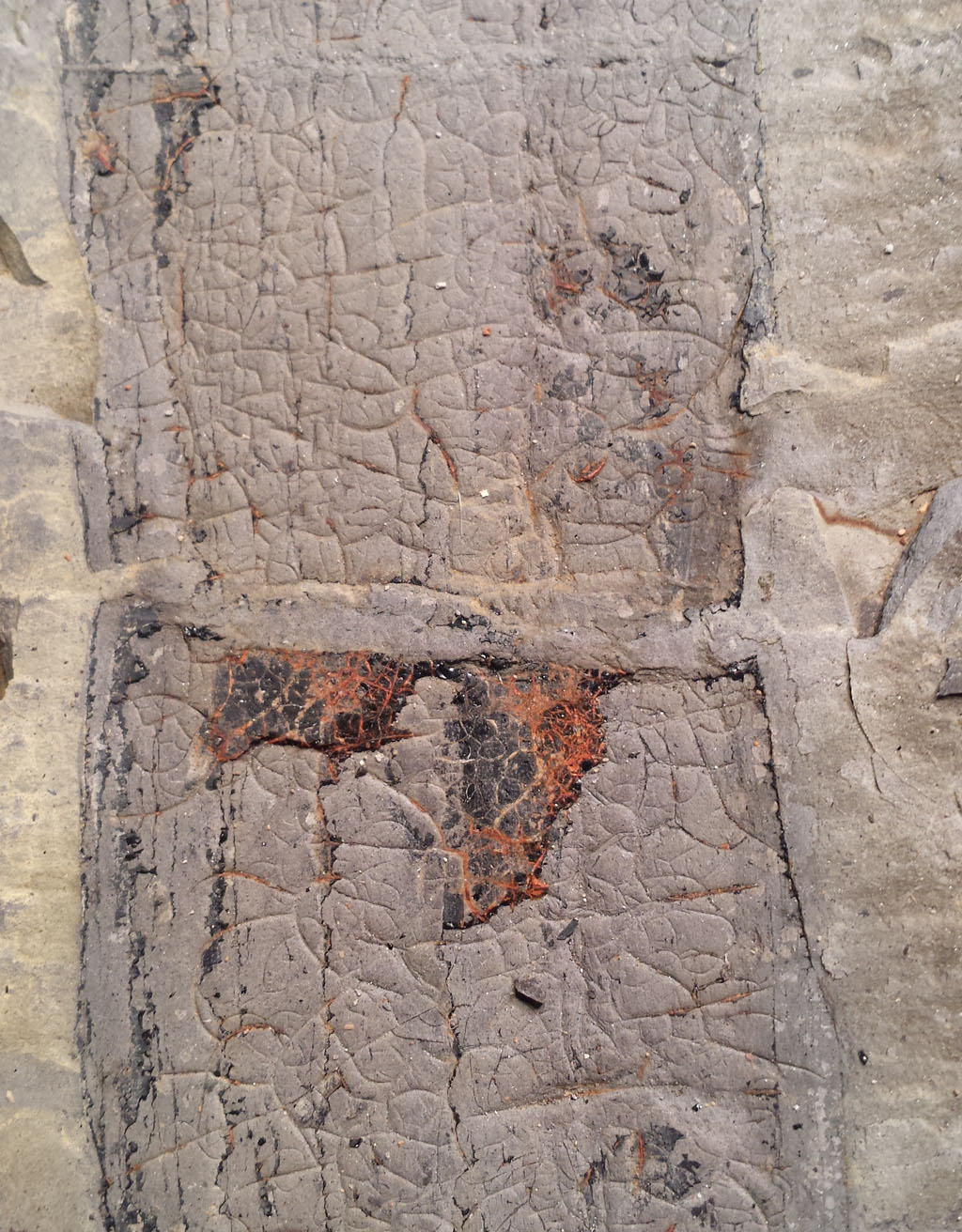 Views of the Mahantango: Devonian fossil wood from the New Albany shale ...