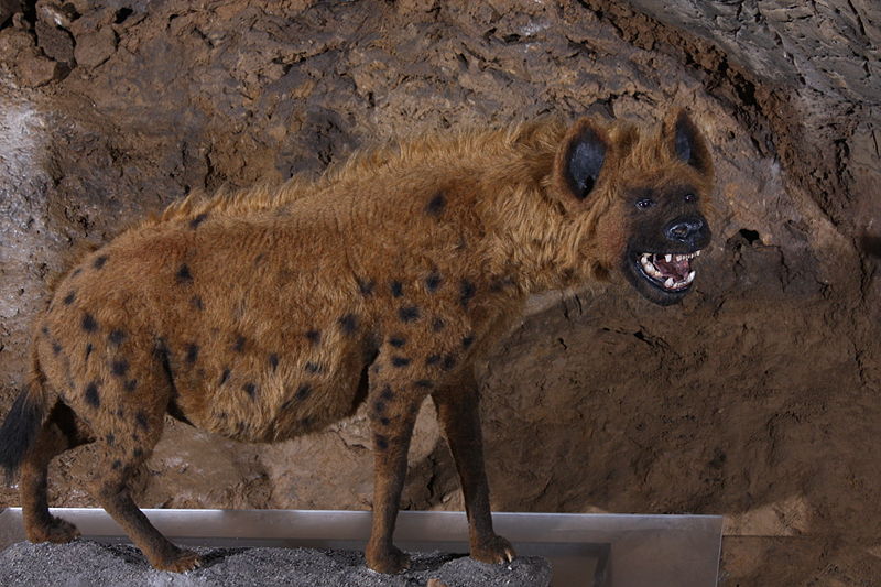 Cave Hyena