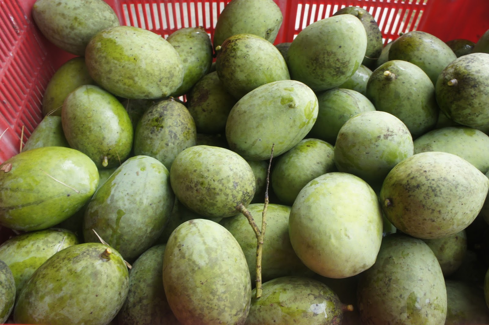 Warisan Petani: Tanaman Kuini vs Mangga.